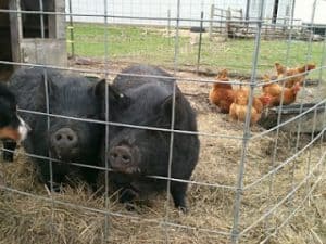 2 Ways to Sell Meat from Your Farm