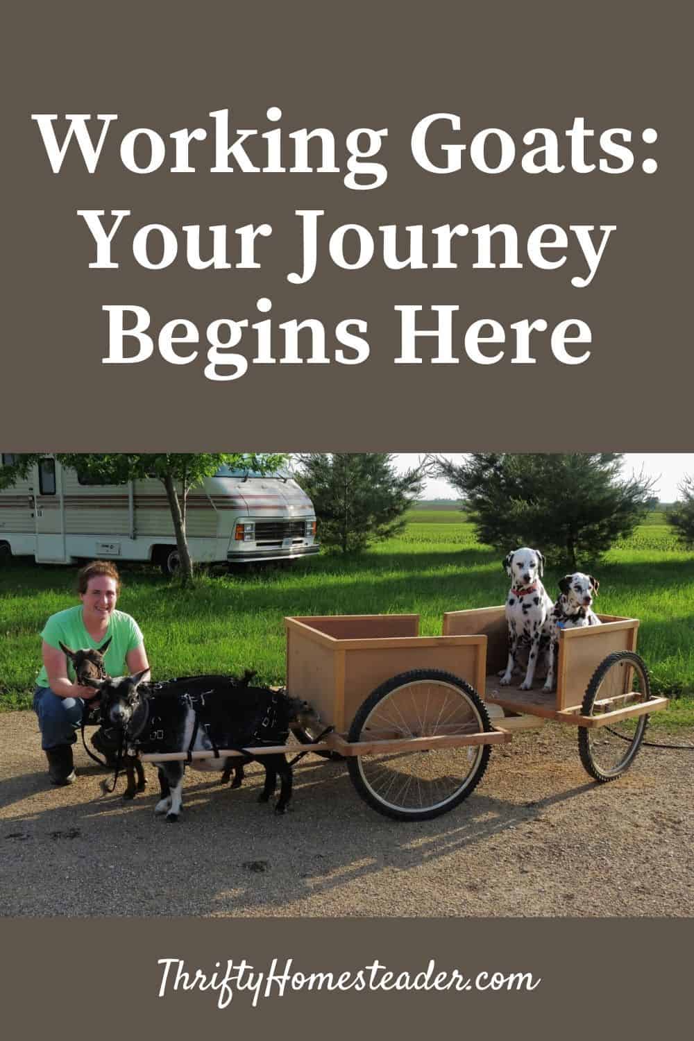 Working Goats: Your Journey Begins Here - The Thrifty Homesteader