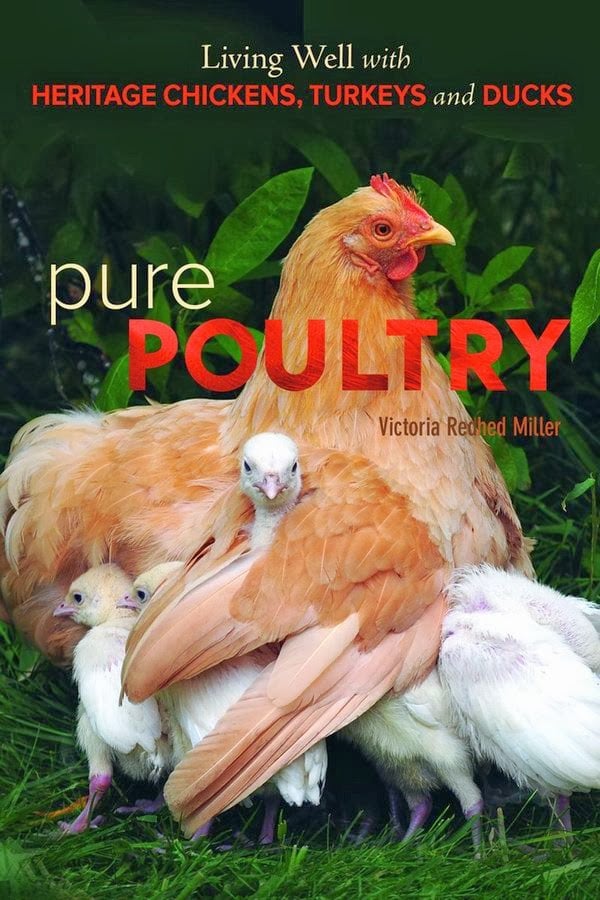 10 Best Chicken Books: Gift Guide and Must-Read List