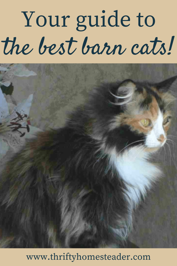 Barn cats: Tips for Success