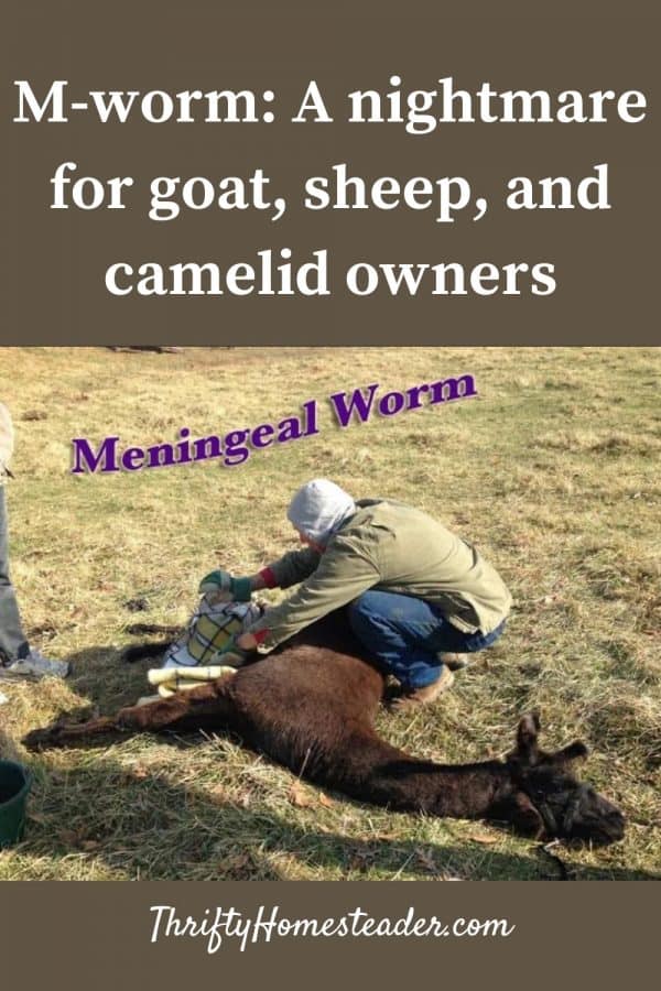 Meningeal Worm: A Nightmare for Goat, Sheep, and Camelid Owners