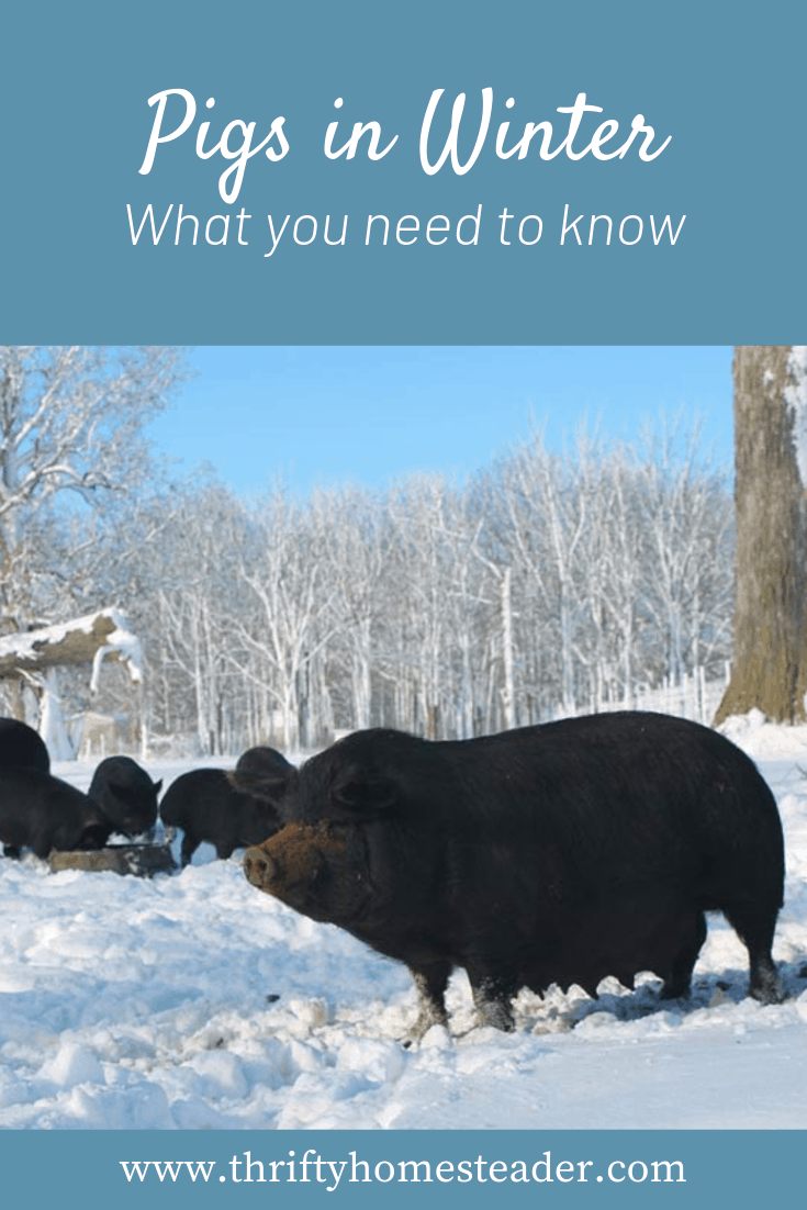 Pigs in Winter Weather