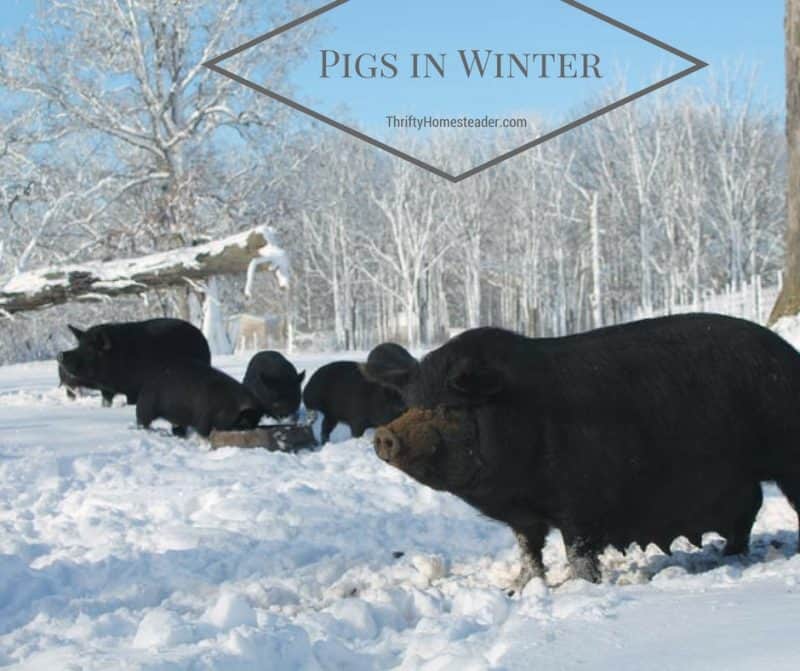 Pigs in Winter Weather