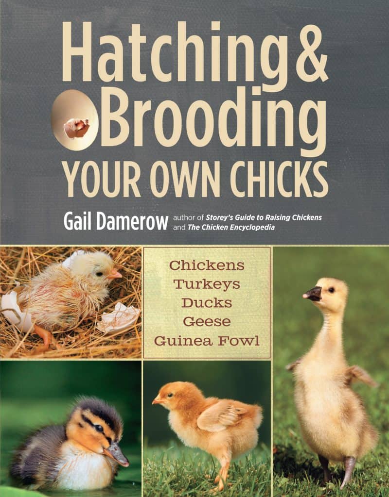 10 Best Chicken Books: Gift Guide and Must-Read List