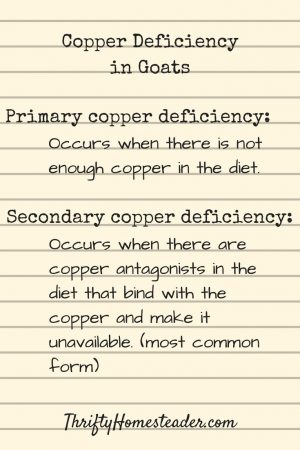 Avoiding Copper Toxicity in Goats