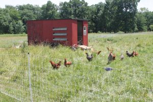 Preventing the Top 5 Causes of Chicken Death