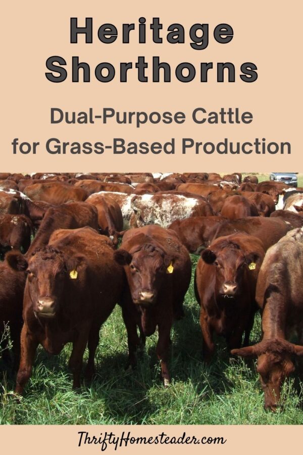 Heritage Shorthorns: Dual-Purpose Cattle for Grass-Based Production