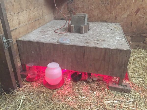 Brooding Chicks