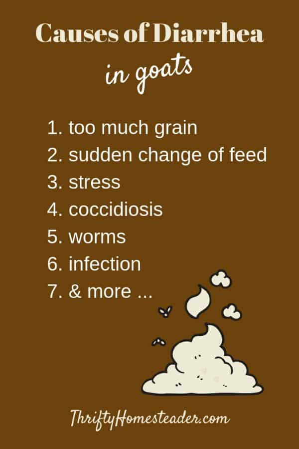 Diarrhea in Goats