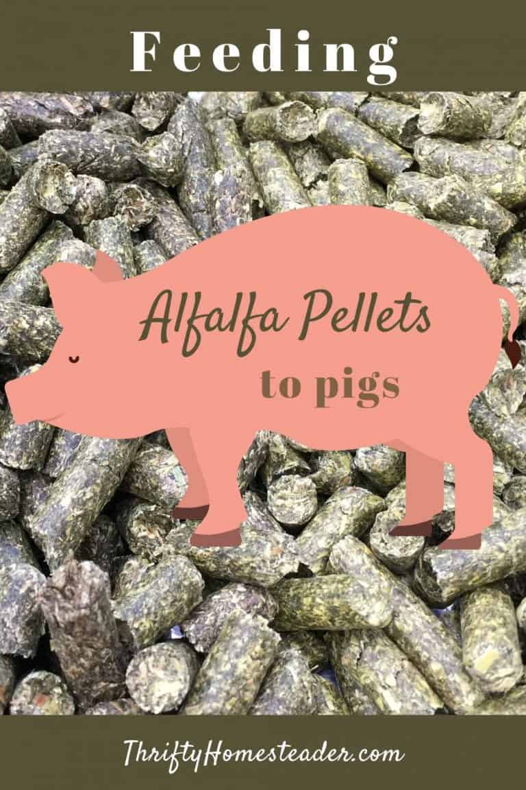Feeding Alfalfa Pellets to Pigs