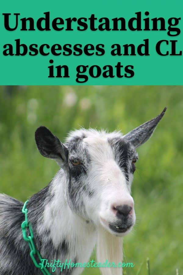 Abscesses and CL in Goats