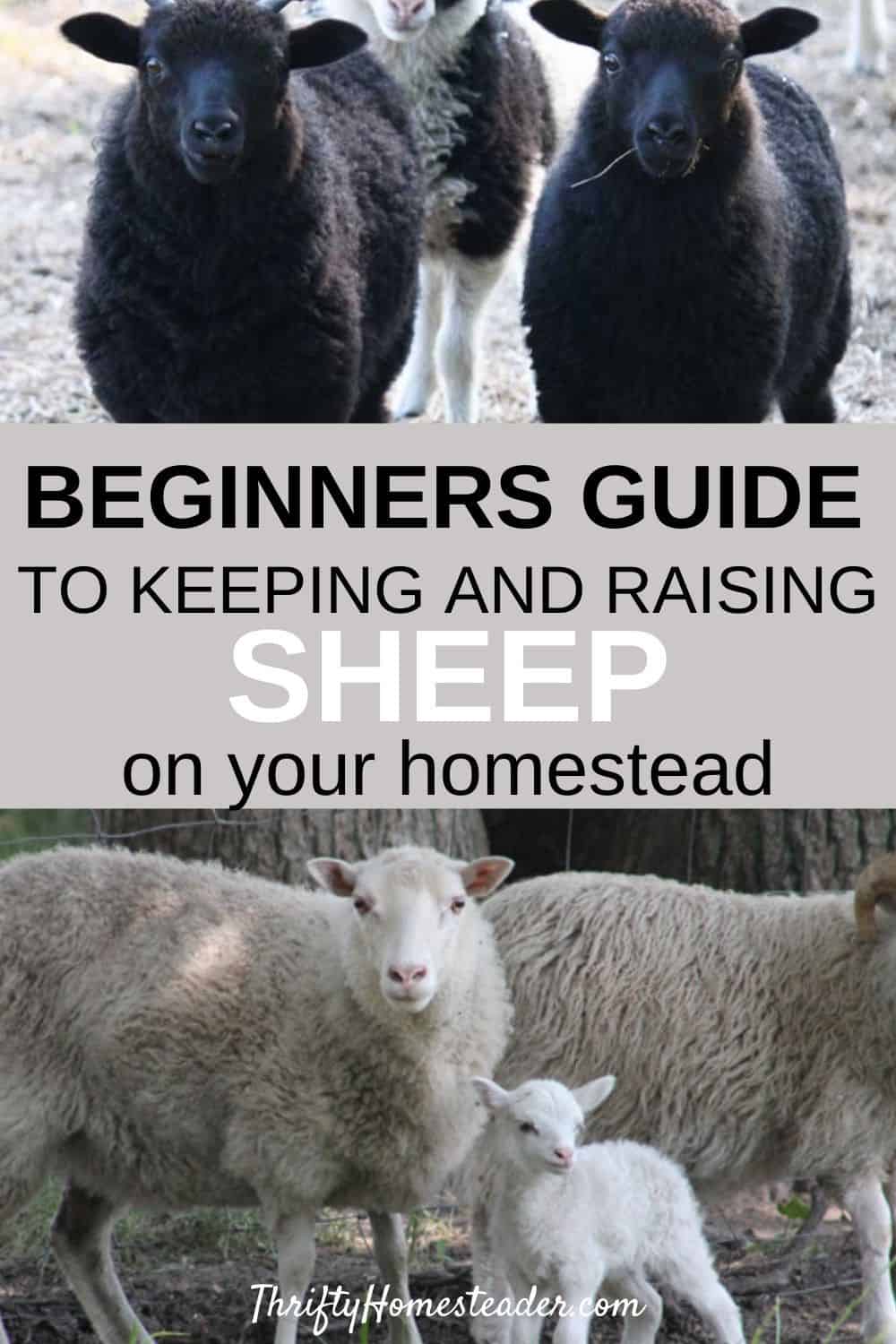 Sheep Guide for Beginners - The Thrifty Homesteader