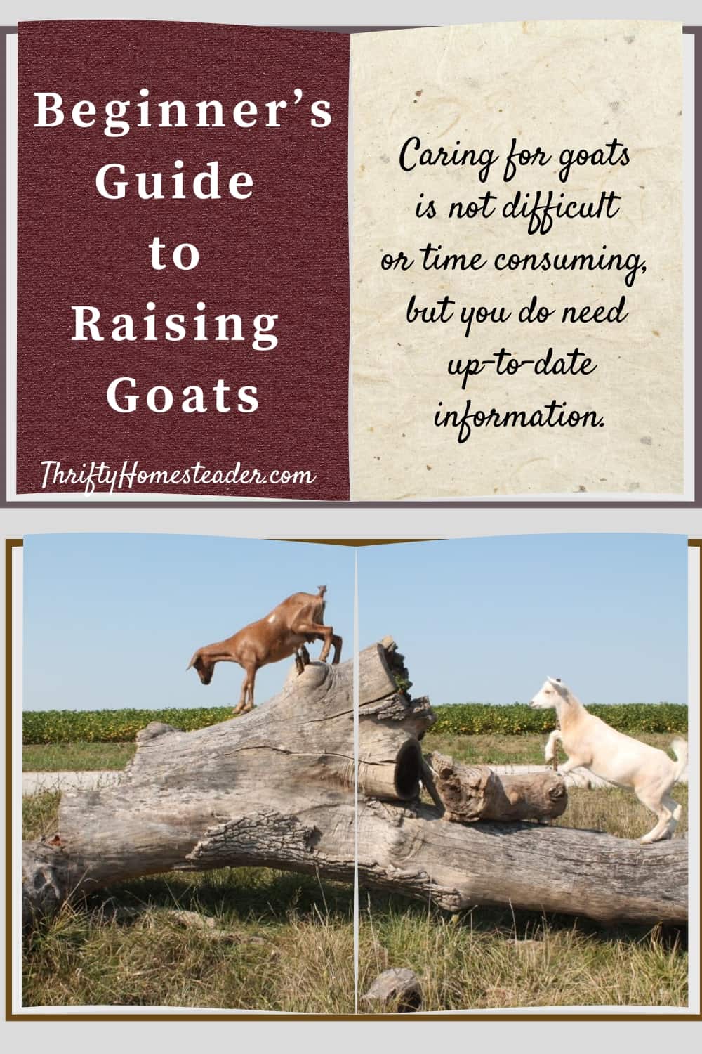 Goat Guide for Beginners
