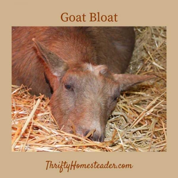 Goat Bloat