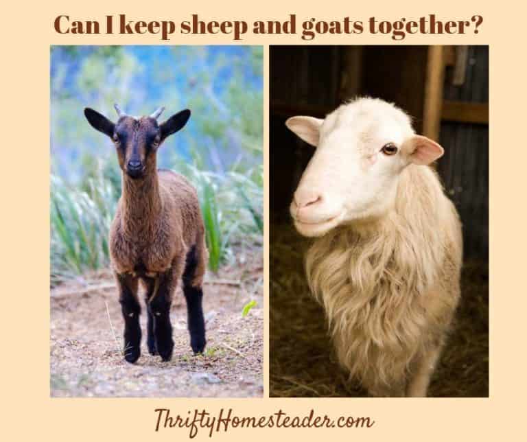 Can I keep sheep and goats together?