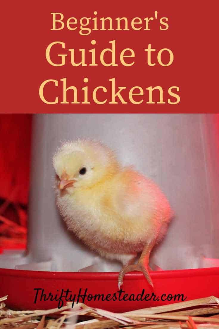 A Beginner's Guide to Chickens