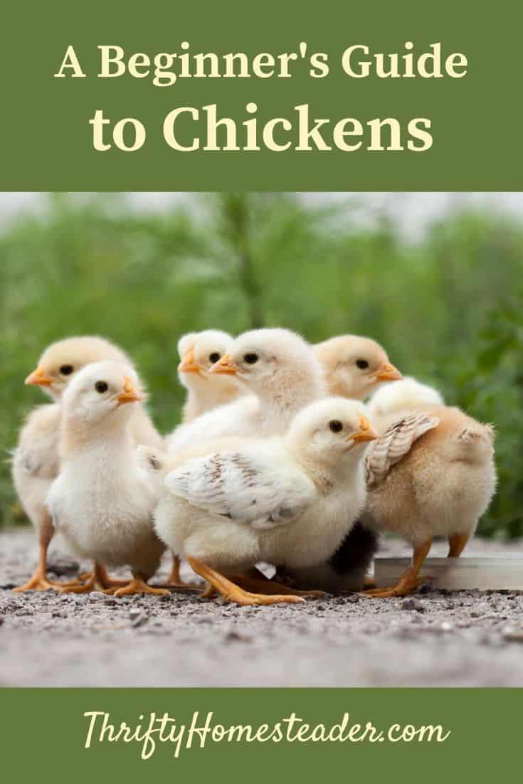 A Beginner's Guide to Chickens