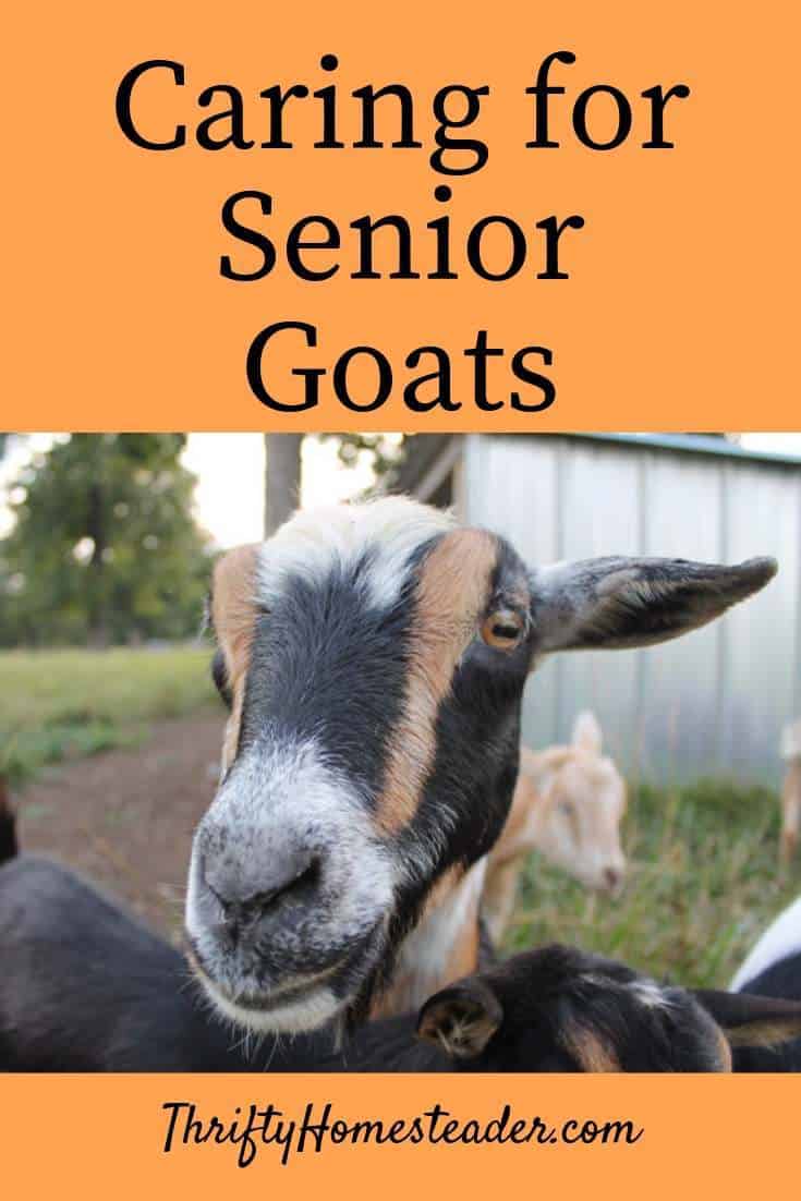 Caring for Senior Goats
