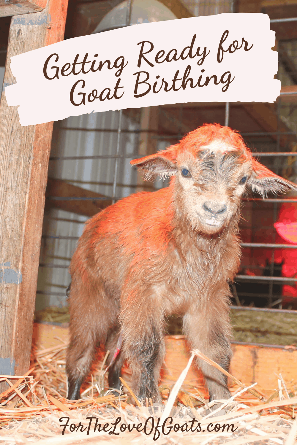 Getting Ready for Goat Birthing