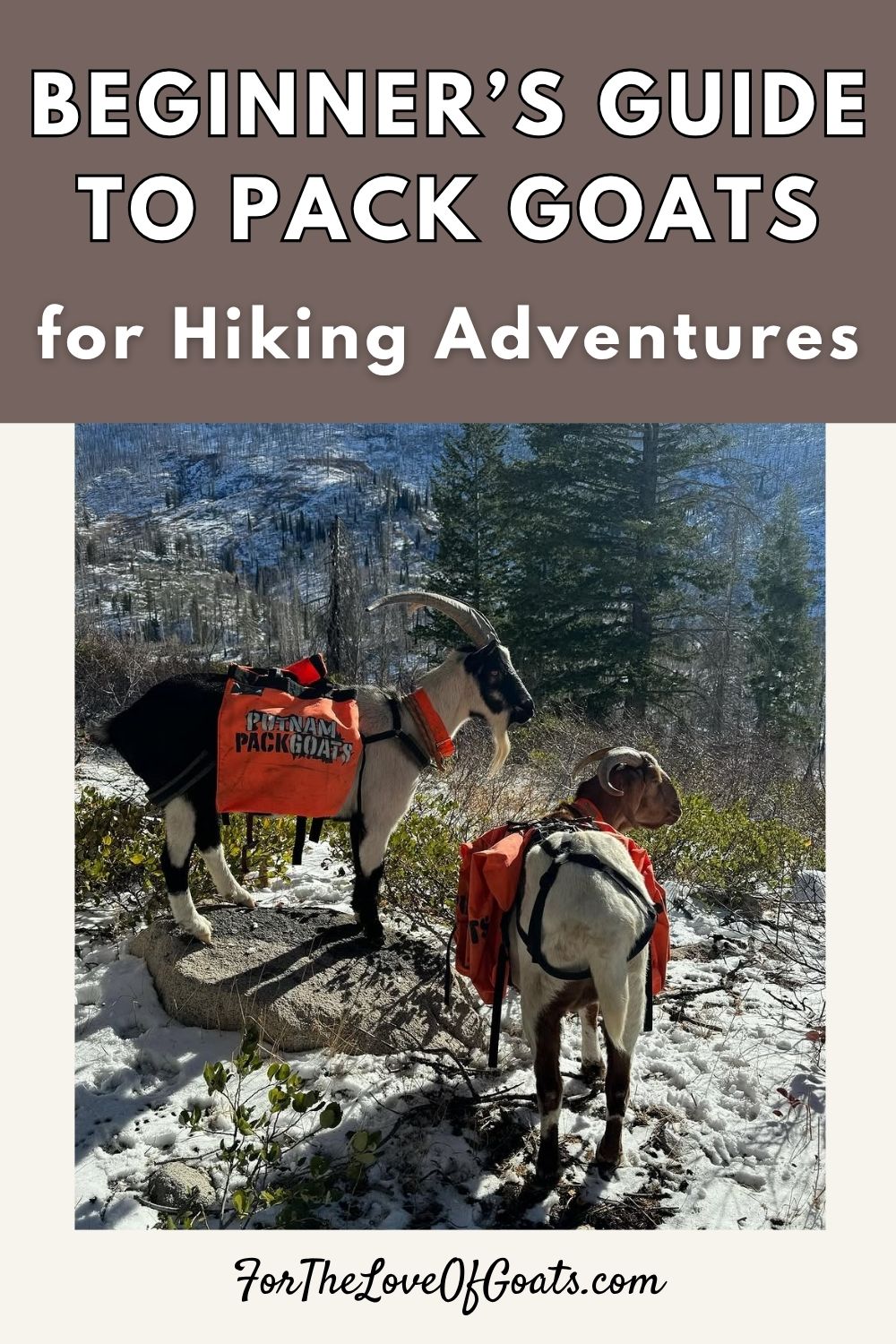 Packgoats 101: Getting Started with Hiking Companions on Hooves