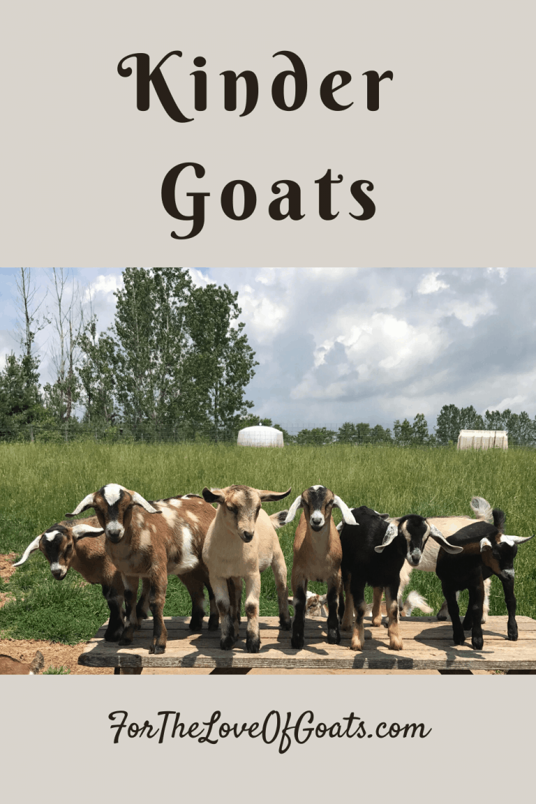 Kinder Goats