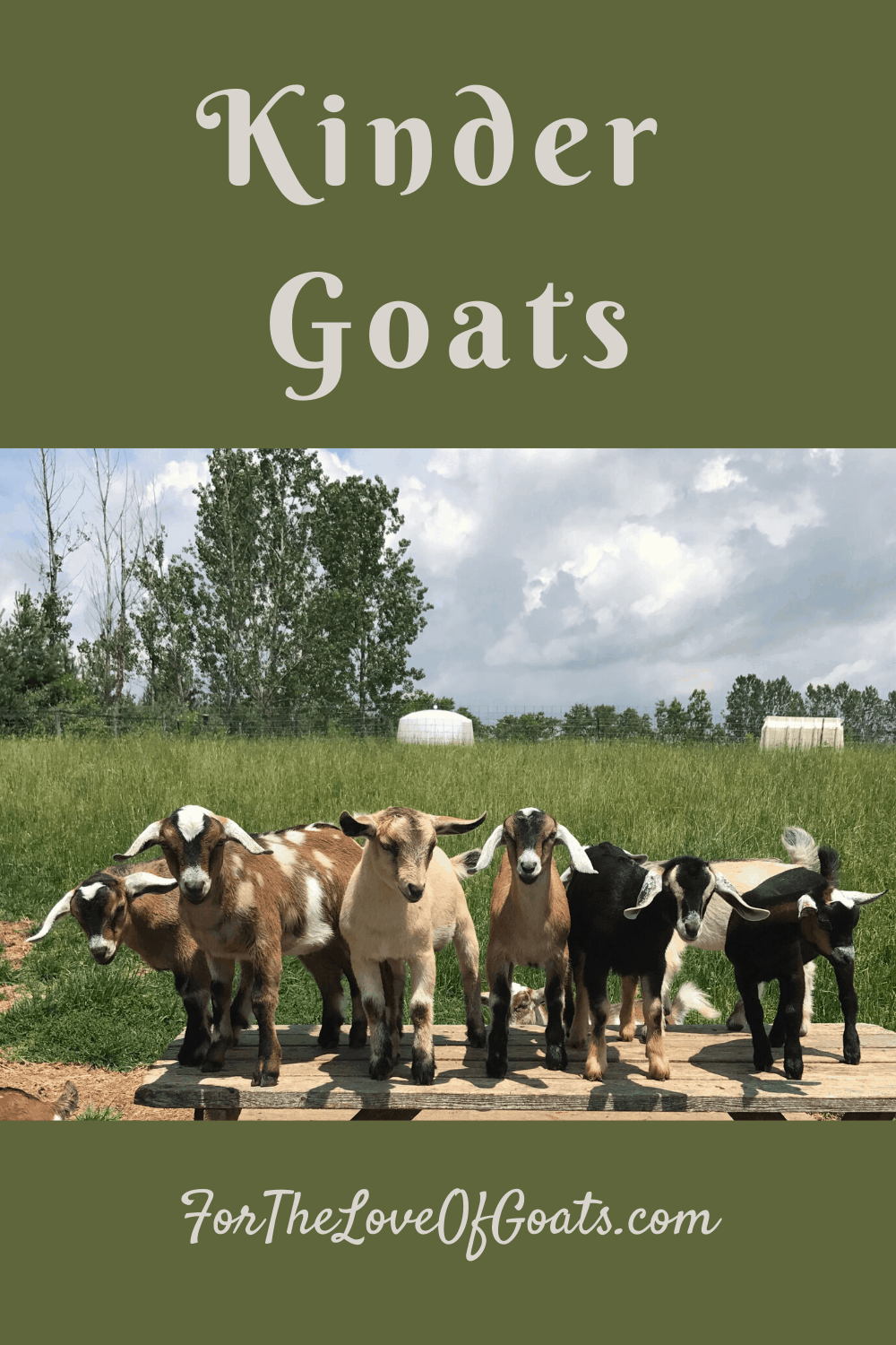 Kinder Goats
