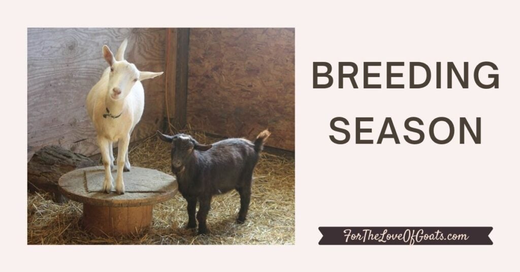 Breeding Season