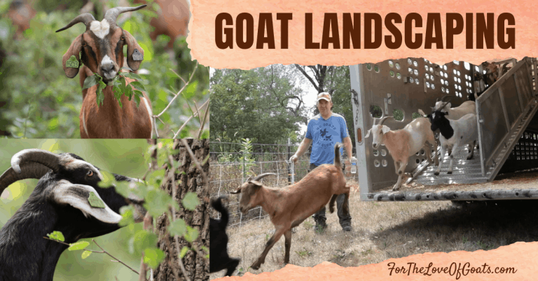 Goat Landscaping