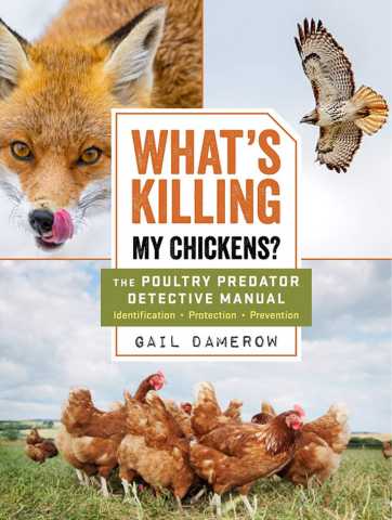 10 Best Chicken Books: Gift Guide and Must-Read List