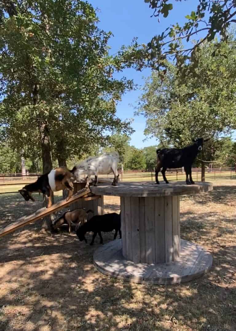 Airbnb with Goats