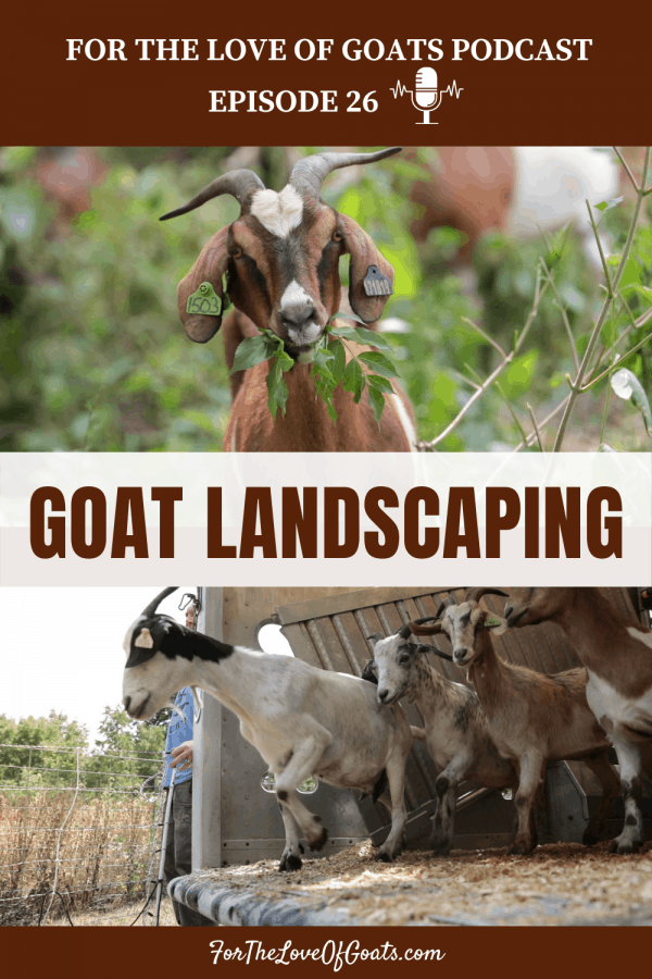 Goat Landscaping