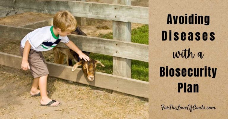 Avoiding Diseases with a Biosecurity Plan