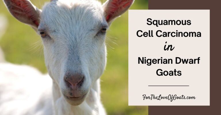 Squamous Cell Carcinoma in Nigerian Dwarf Goats