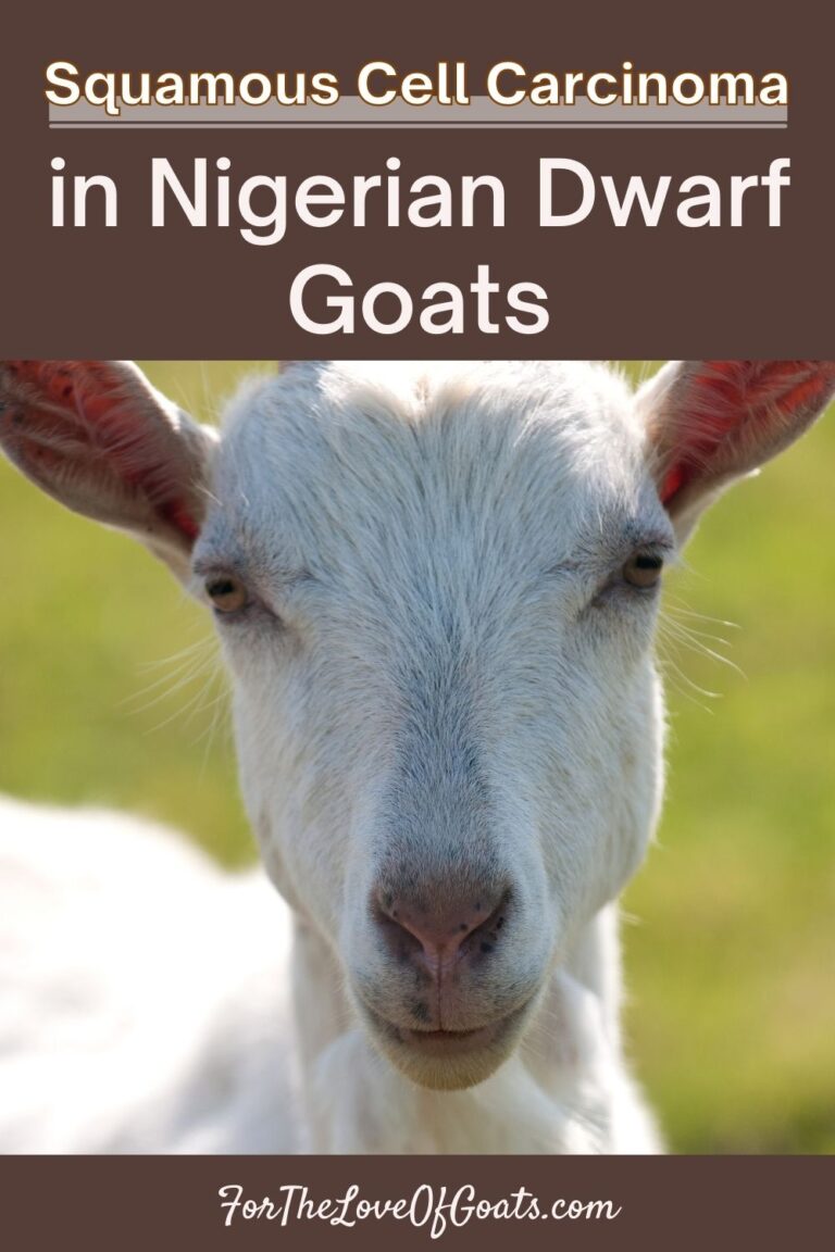 Squamous Cell Carcinoma in Nigerian Dwarf Goats
