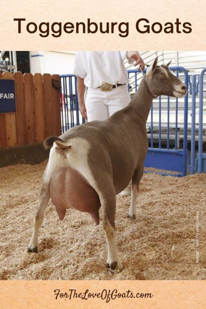 Toggenburg Goats