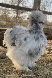 Blue Chickens: Guide to 17 Stunning Breeds