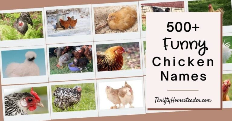 500+ Funny Chicken Names