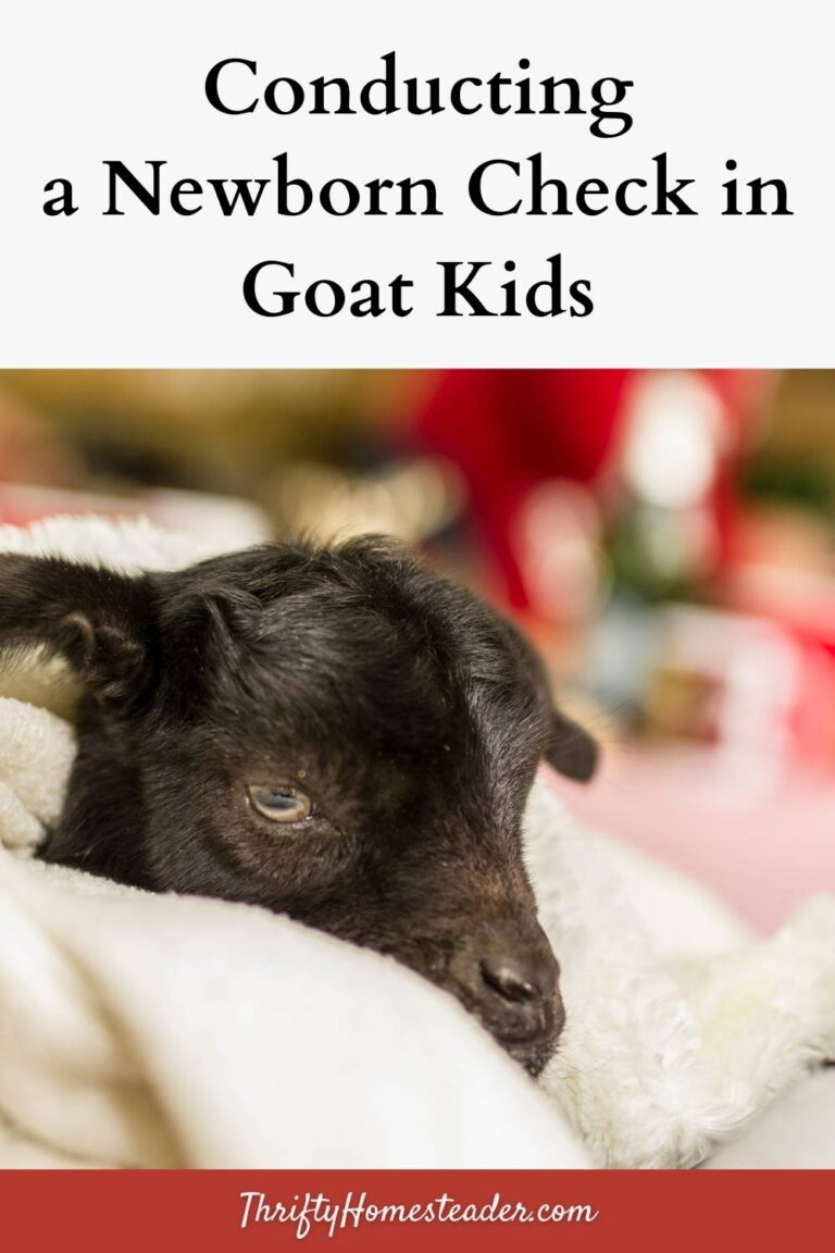 Conducting a Newborn Check in Goat Kids