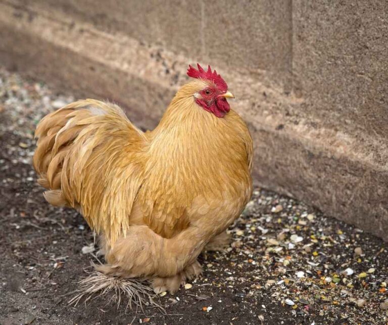 Cochin Chicken Mysteries and Facts