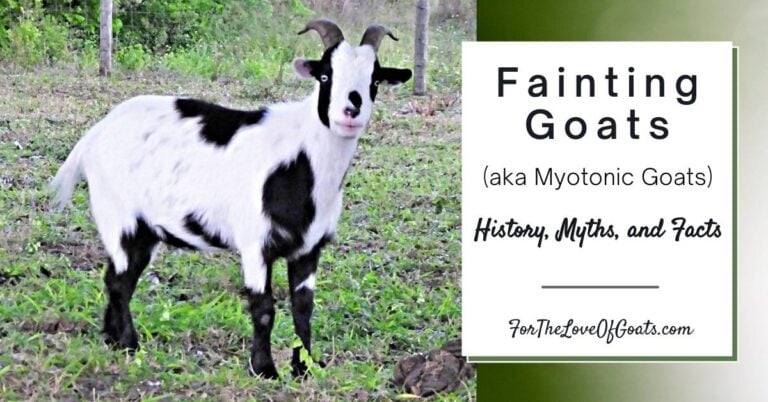 Fainting Goats (aka Myotonic Goats): History, Myths, and Facts