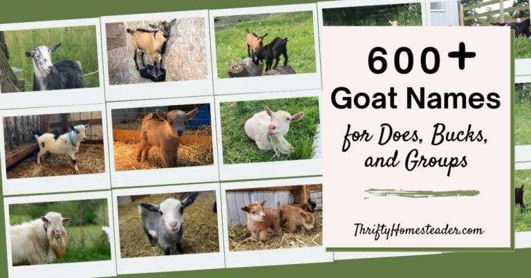 600+ Goat Names for Does, Bucks, and Groups