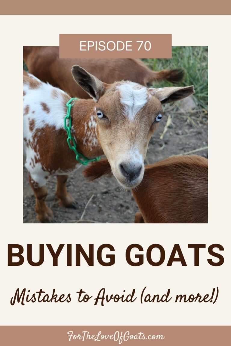 Buying Goats: Mistakes to Avoid (and more!)