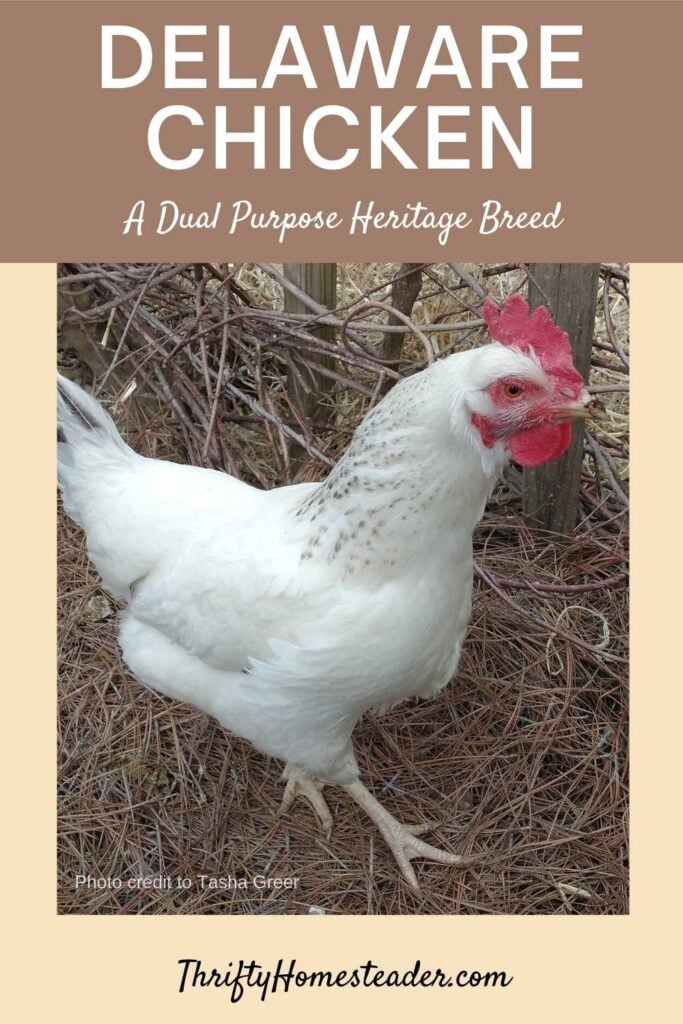 Delaware Chicken: A Dual Purpose Heritage Breed