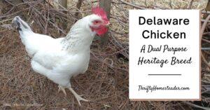 Delaware Chicken: A Dual Purpose Heritage Breed