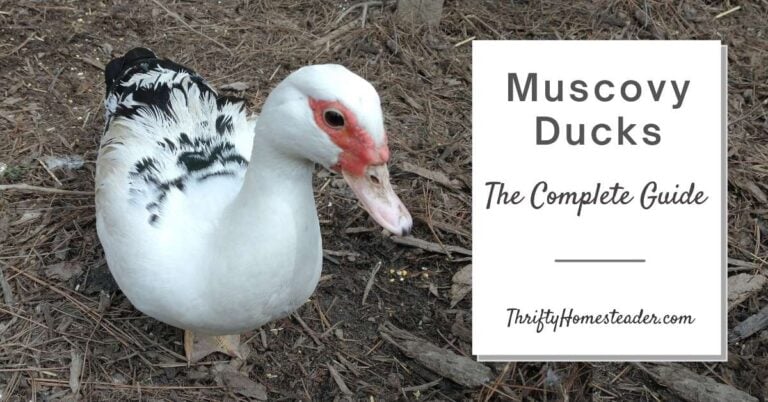 Muscovy Ducks: The Complete Guide