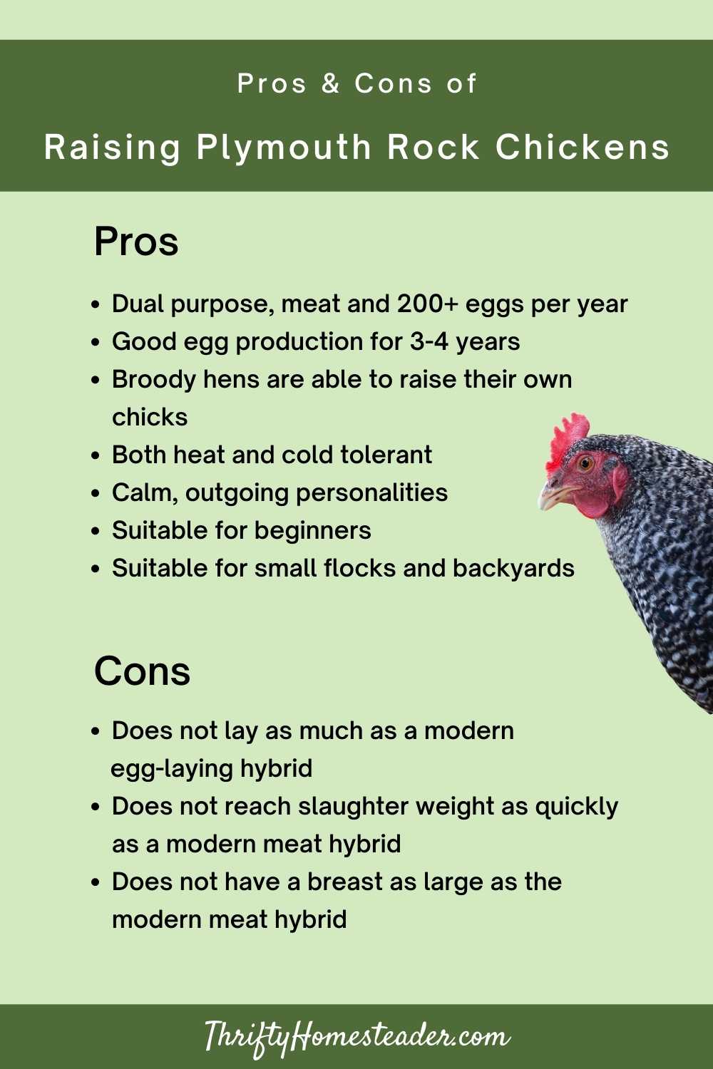Plymouth Rock Chickens: A Top Choice for Small Flocks