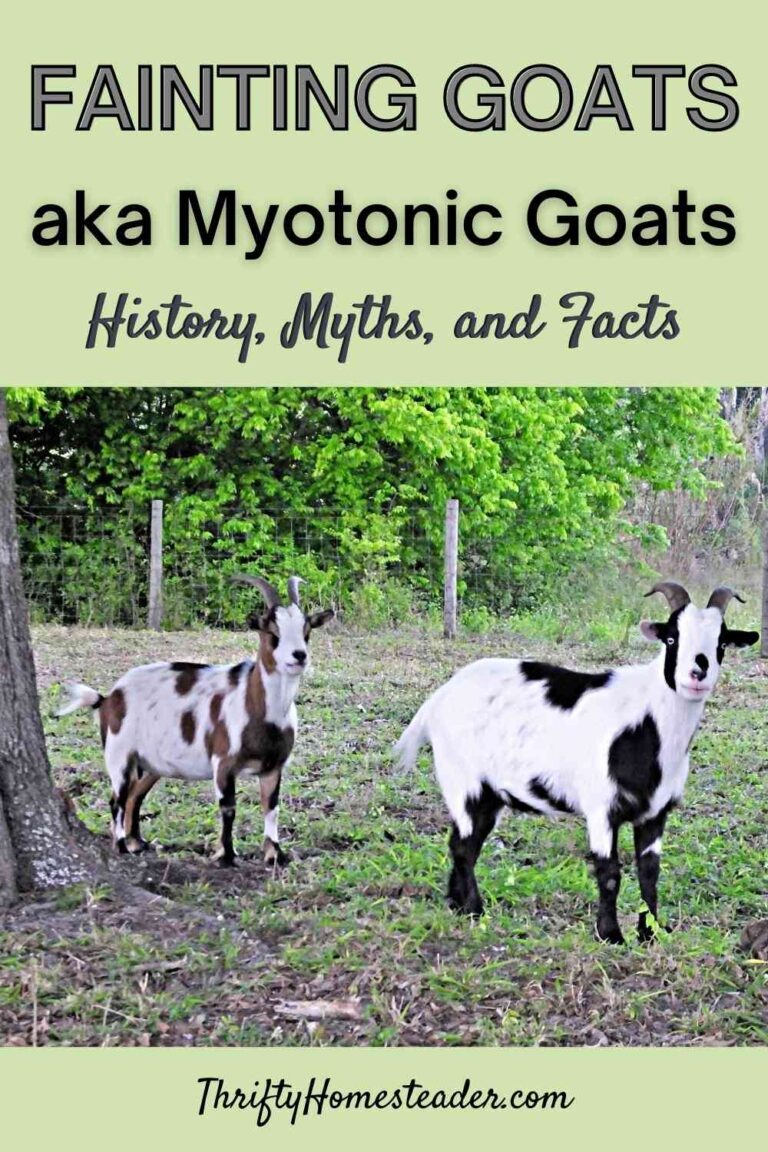 Fainting Goats (aka Myotonic Goats): History, Myths, and Facts