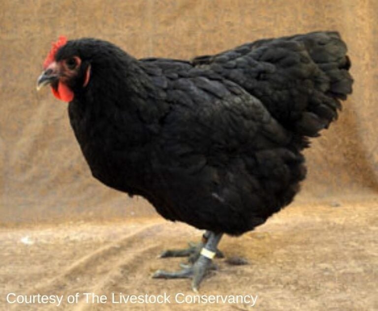 15+ Black Chicken Breeds: Beauties for Your Backyard Flock