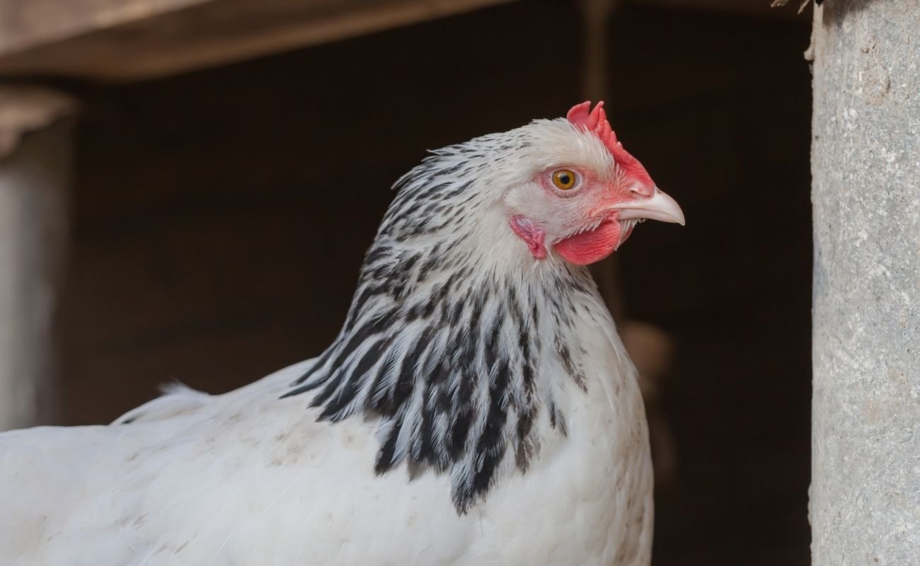 Sussex Chickens – An Ancient Breed with a Story to Tell