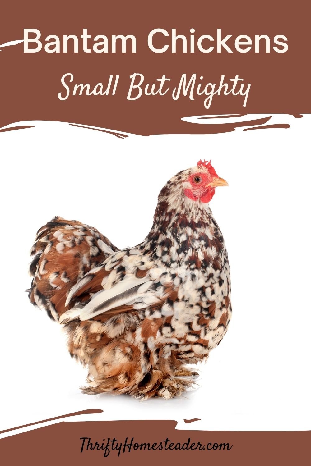 Bantam Chickens: Small But Mighty